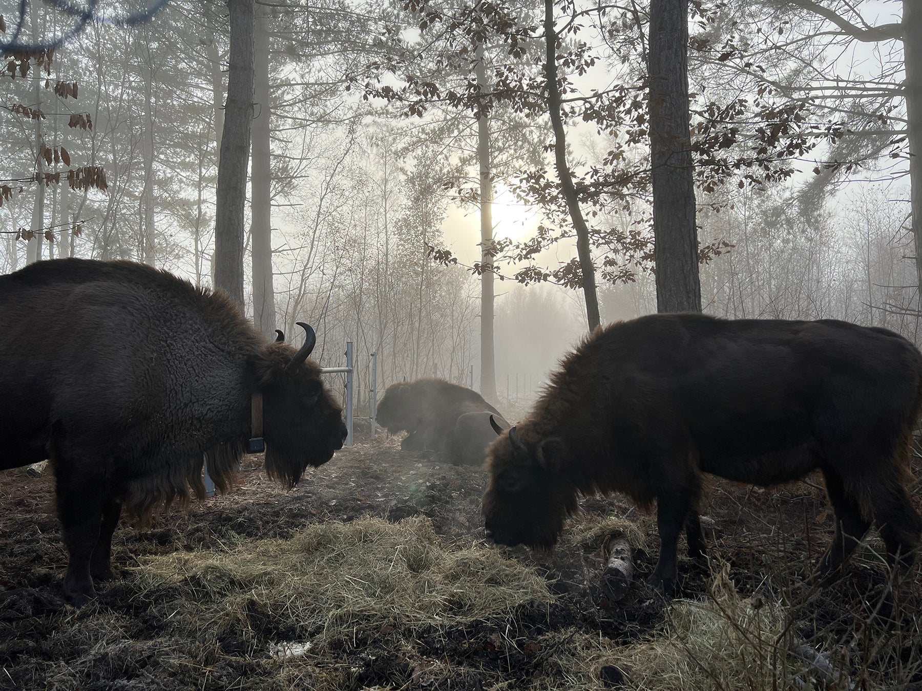 Wilder Blean Collection | Support Bison Rewilding – Rewild at Heart