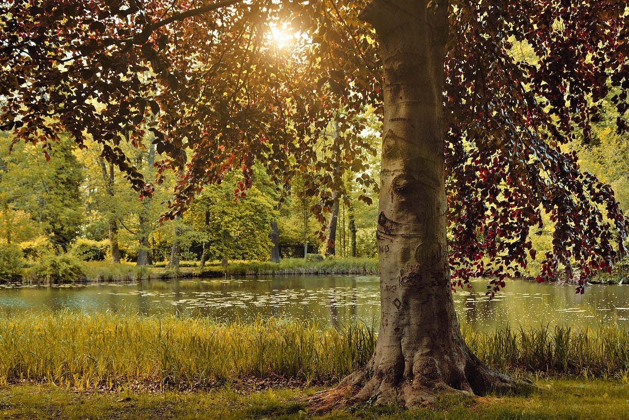 Beech Tree Collection | Nature-Inspired Sustainable Apparel – Rewild at Heart