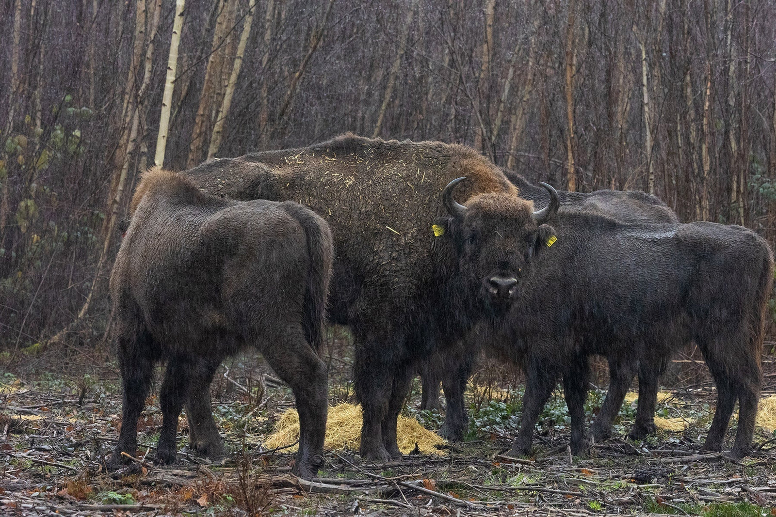 How Bison Are Restoring Kent’s Woodlands | Wilder Blean Blog – Rewild ...