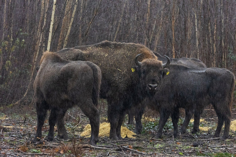How Bison Are Restoring Kent’s Woodlands | Wilder Blean Blog – Rewild ...
