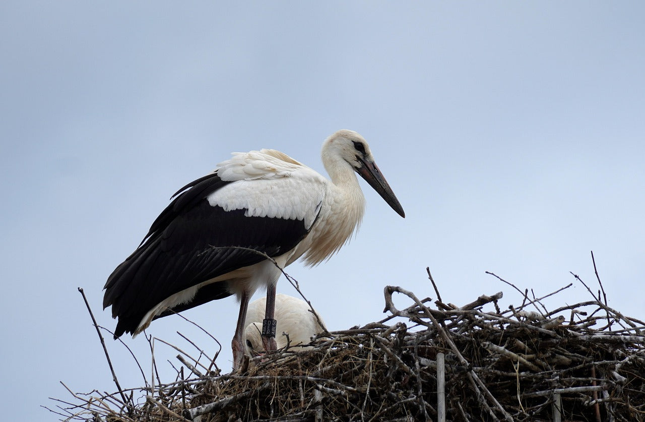 The Return of the White Stork: A Rewilding Story | Rewild at Heart