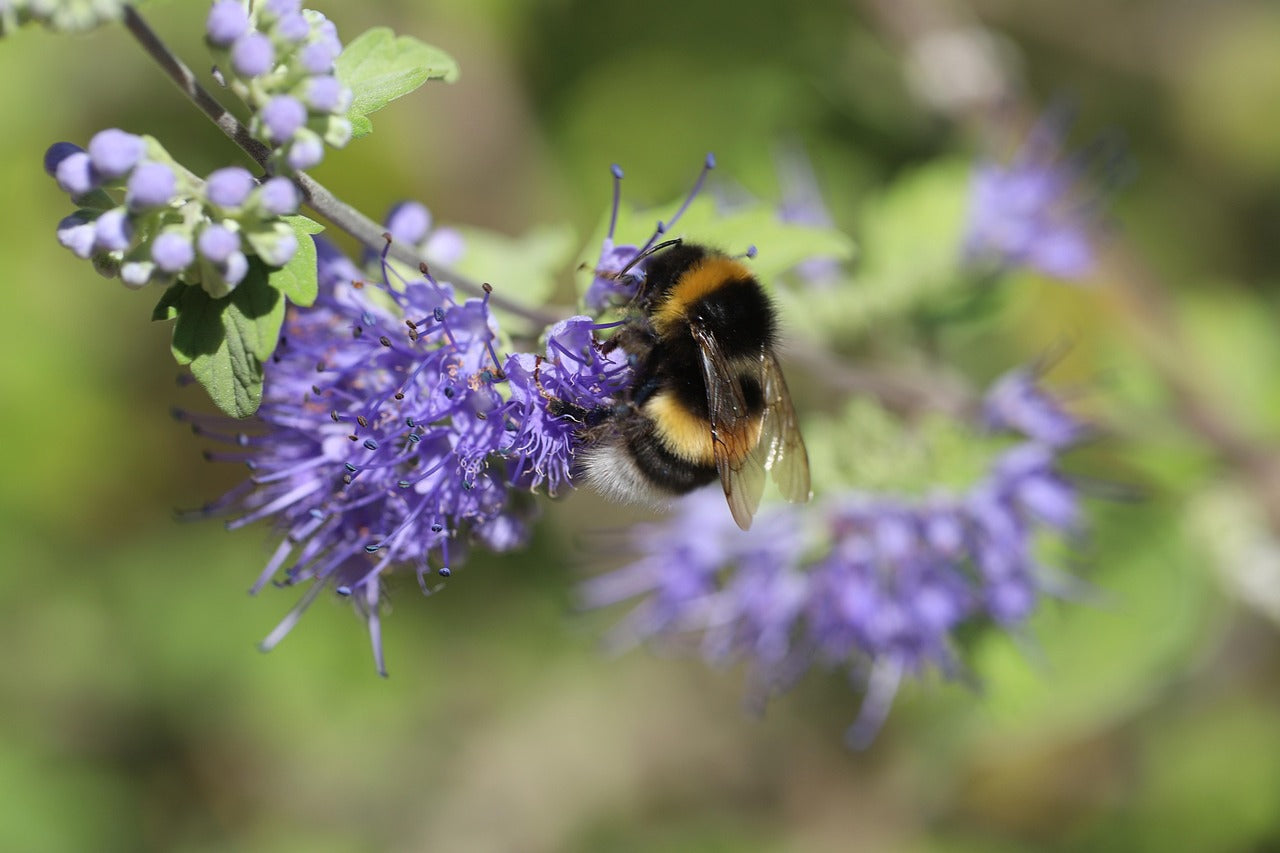 Bumblebee Collection | Ray’s Embroidered Designs | Rewild at Heart