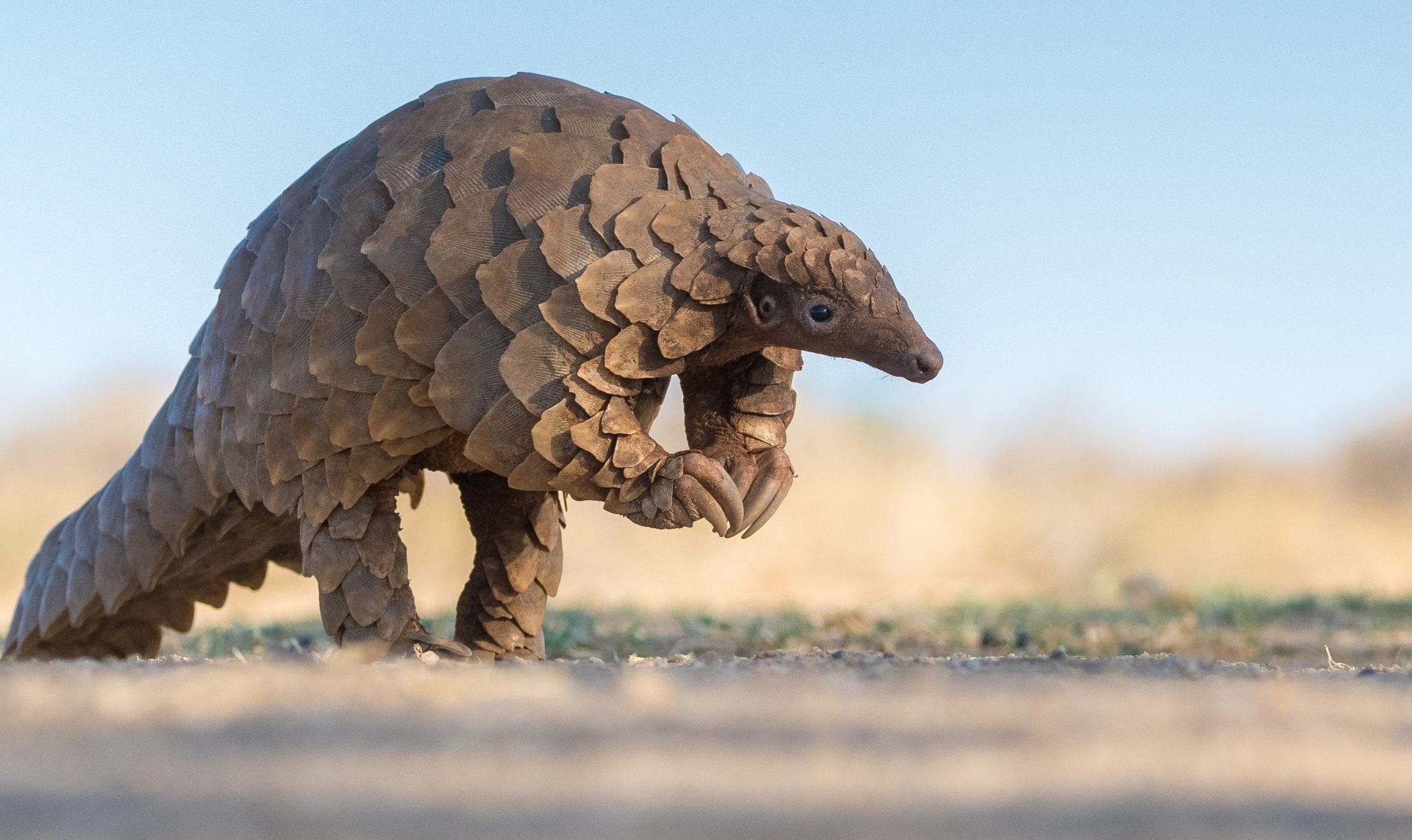 Pangolin Collection | Wildlife Protection Clothing – Rewild at Heart
