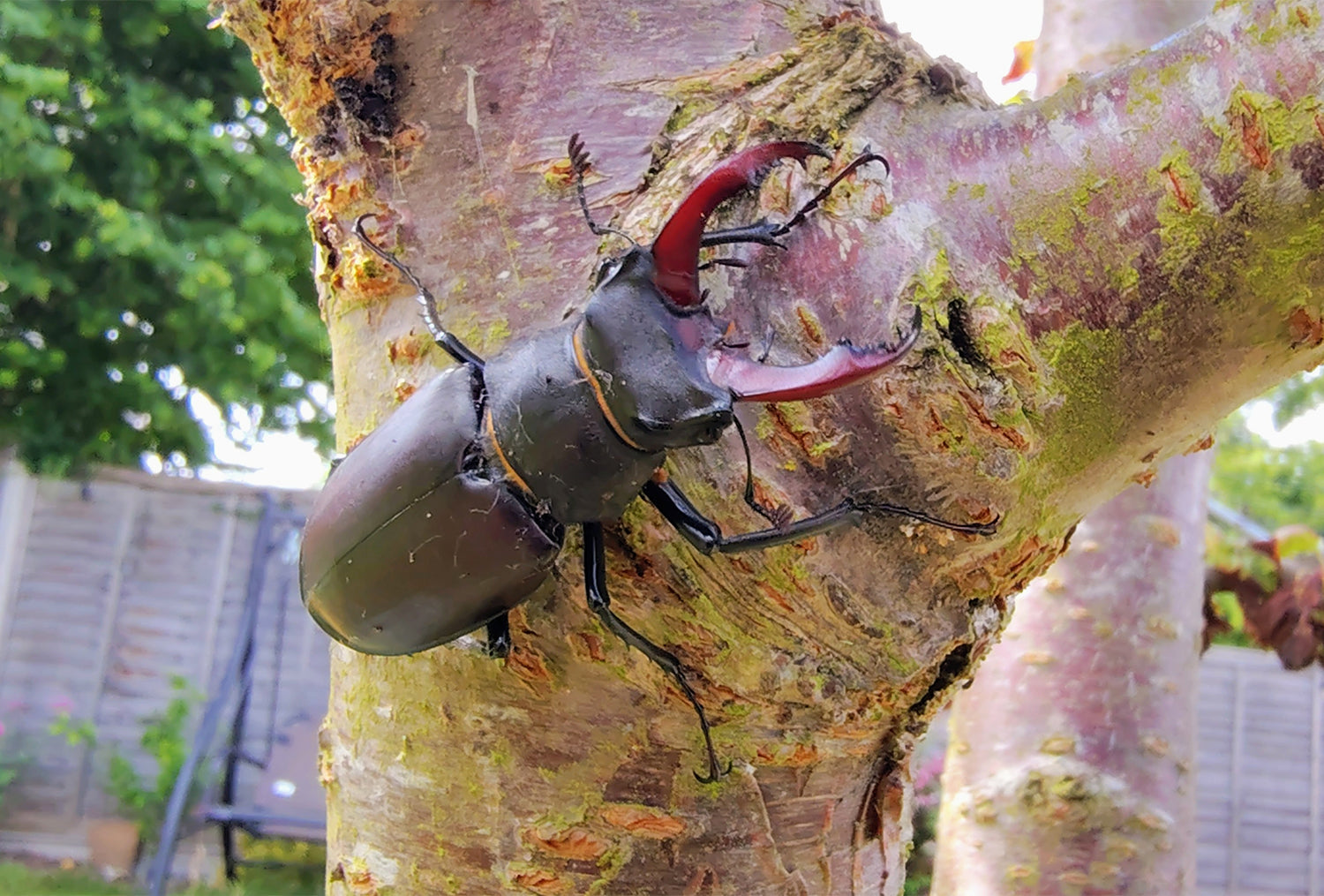 Stag Beetle Collection | Ray’s Embroidered Designs | Rewild at Heart
