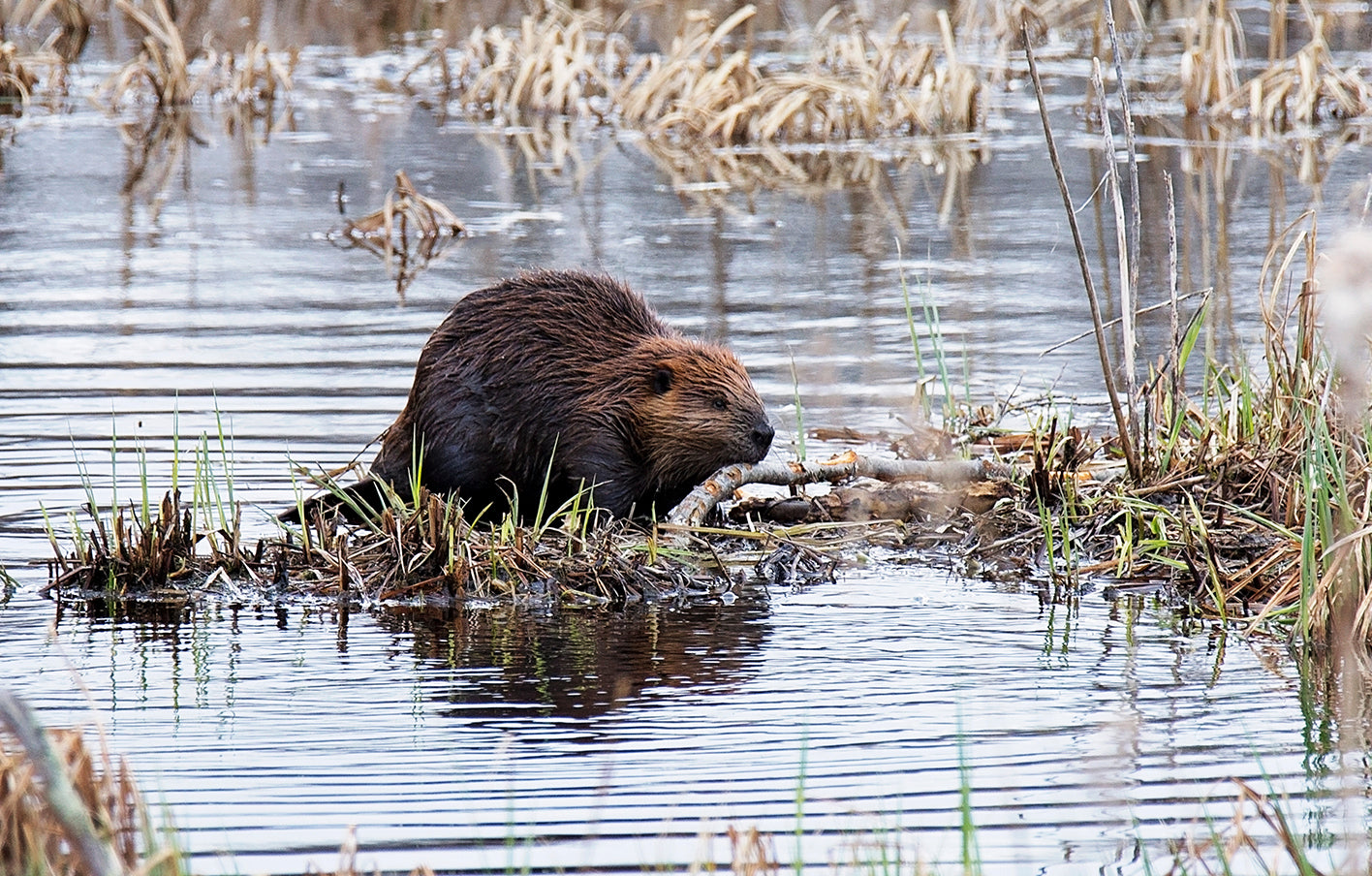 Beaver Rewilding Collection | Support the Beaver Trust – Rewild at Heart